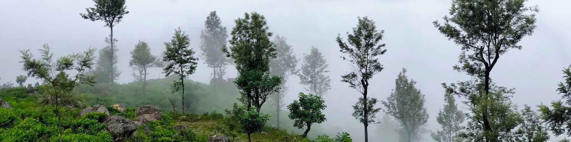 Sea of clouds in the tea plantation in Haputale, Sri Lanka