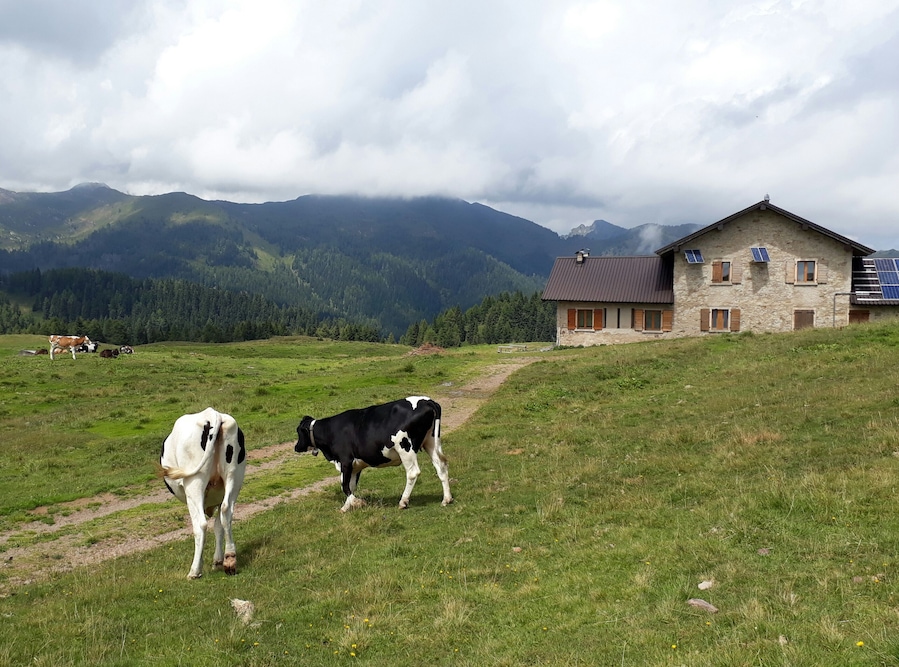 Uma casa de pedra com painéis solares, vacas pastando e montanhas ao fundo.