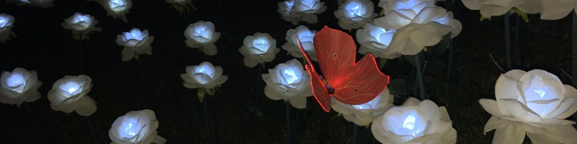 plastic butterly on top of one among the 16k lighted white rosea in
Baybay Leyte Philippines
#Red