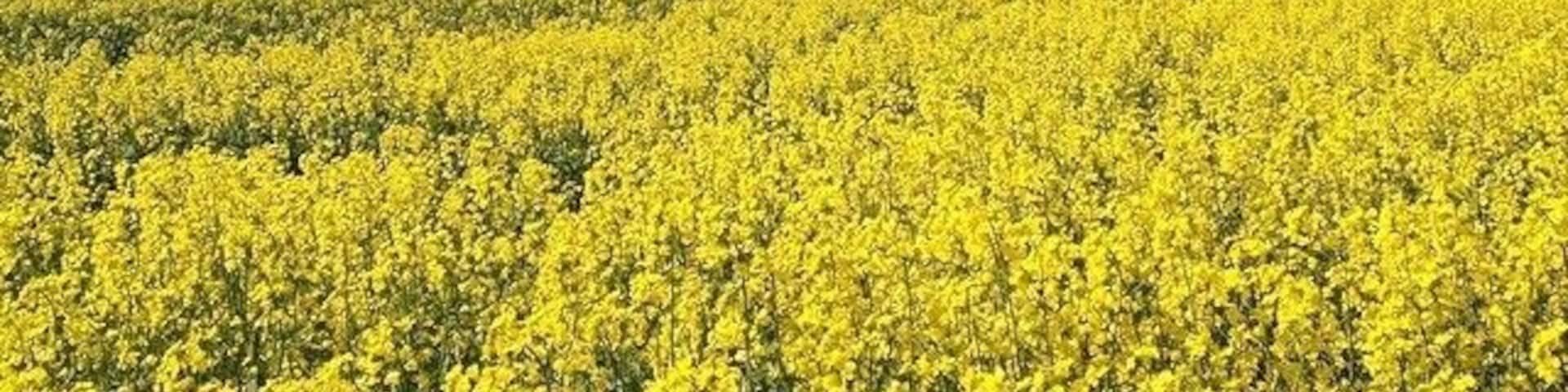 In September, the backyards of country NSW are blanketed with gold canola fields. The colour is a rich yellow that brightens in sunshine and deepens as clouds go by.  They make for an unusual break from the luscious green that also covers this land.  This was about 20 Km before Harden driving from Canberra, but if you keep your eyes open you cannot miss the gold fields!