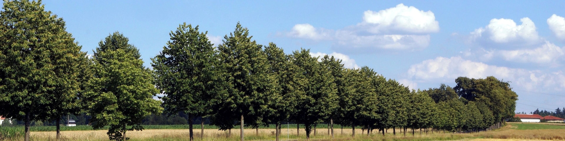 Lindenallee bei Bronnzell