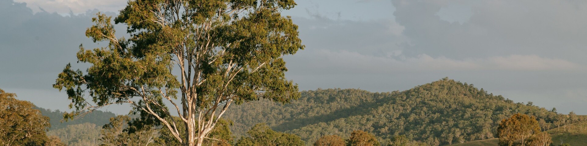 Uma trilha de terra serpenteia por um campo gramado, com uma grande árvore à esquerda e colinas ao fundo.