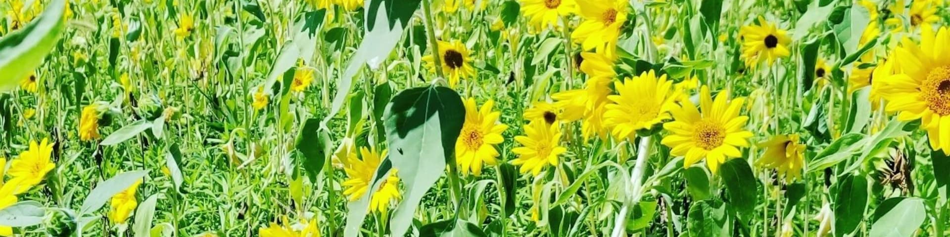 It's free to enter and you can pick as. Much sunflowers u want.. 🌻🌻🌻