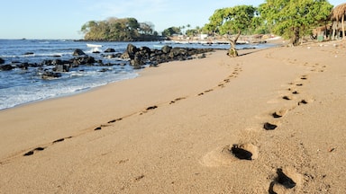 Uma praia arenosa com pegadas que levam à água, afloramentos rochosos e árvores.