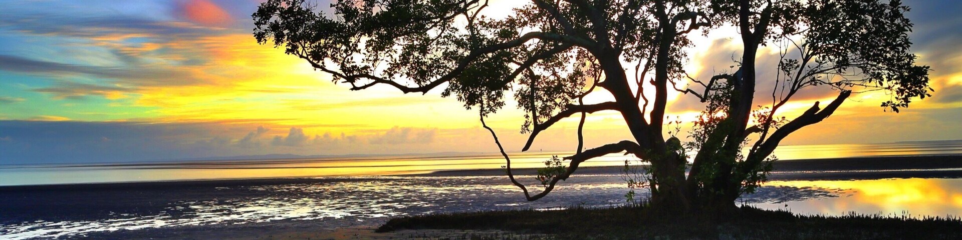 Uma árvore numa praia com um pôr do sol ao fundo.