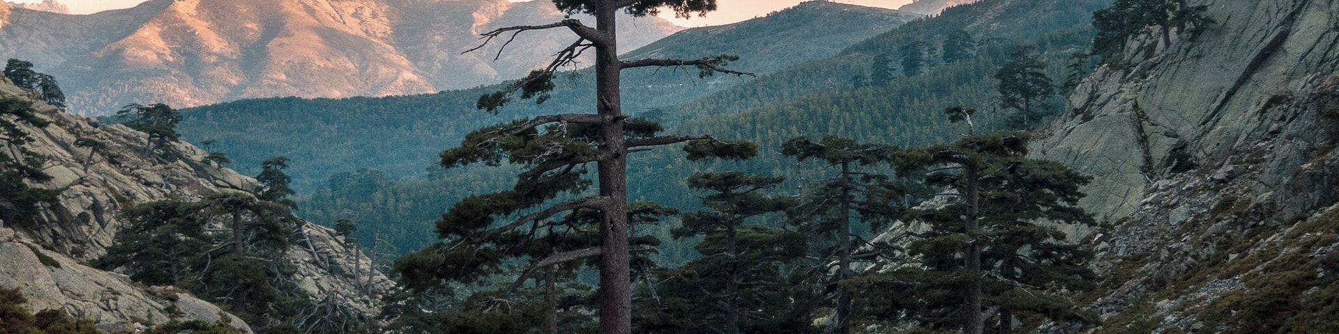 Vue du Capu à u Tozzu depuis la forêt de Valdu Niellu