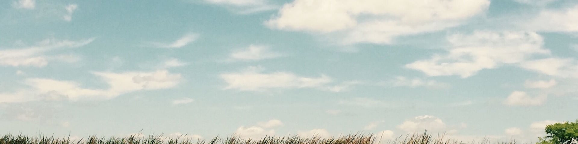 Rosiated spoonbills along the winding creeks during the Wild Florida airboat tour.