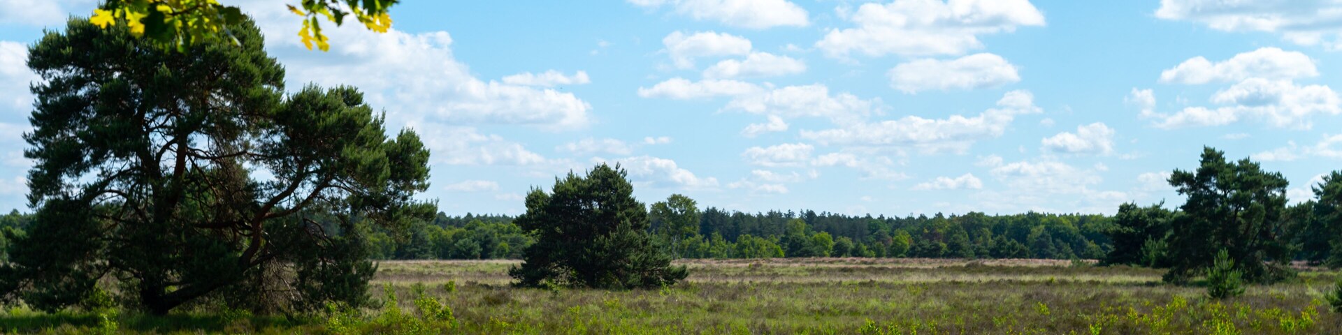 Um campo gramado com árvores dispersas e um céu azul límpido.