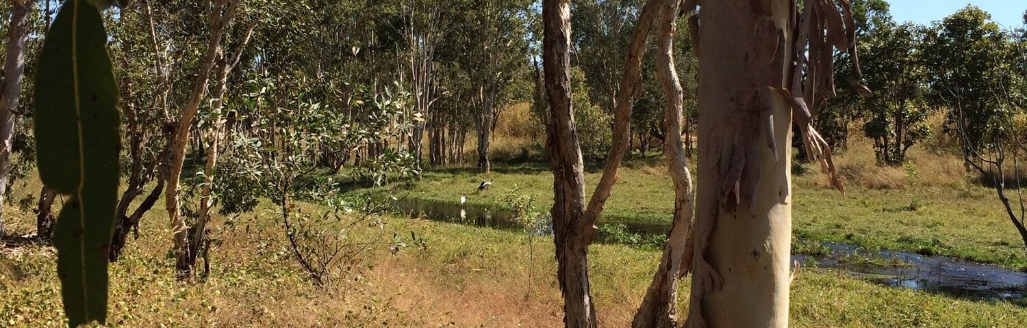 Paisagem natural com árvores e um campo gramado.