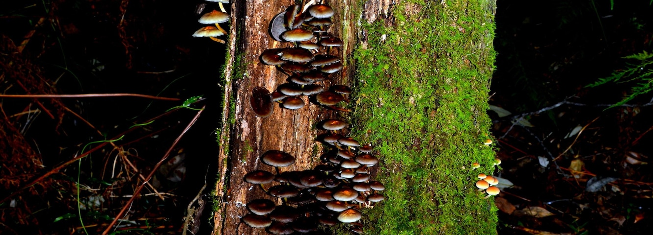 Set in amongst the local primary school a temperate Rainforest flourishes.
The ever changing nature shows an array of beauty in different forms.
Growing on the side of this exquisite tree are a collection of mushrooms in all different sizes and shapes.