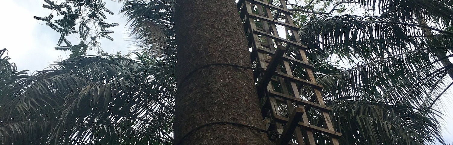 The views from the top of this tree house are pretty amazing