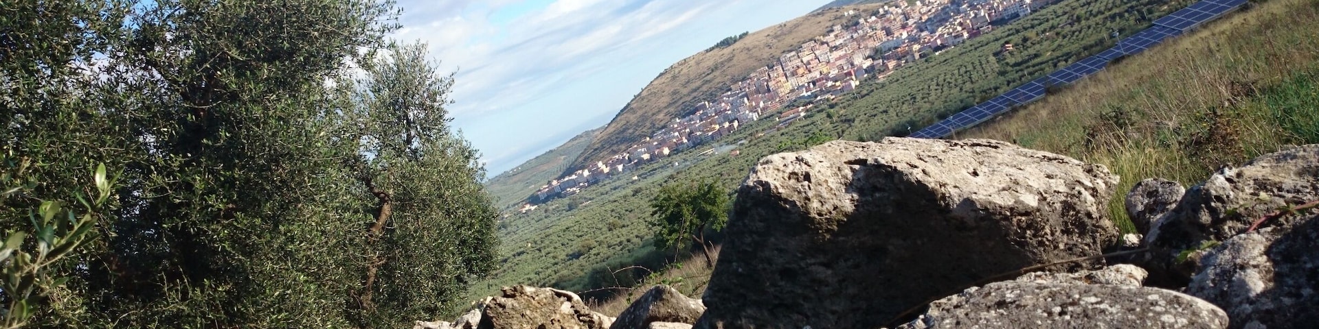 Olive trees in Carpino