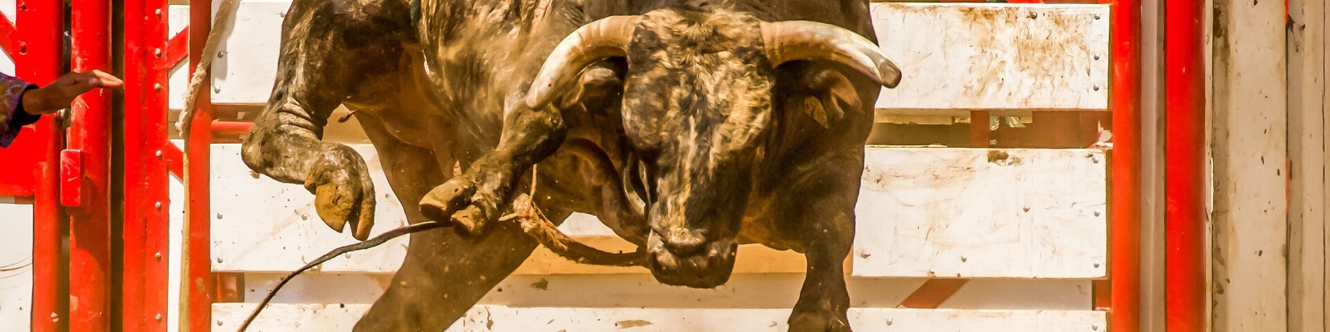 Cena de rodeio com um touro e um peão em uma arena.