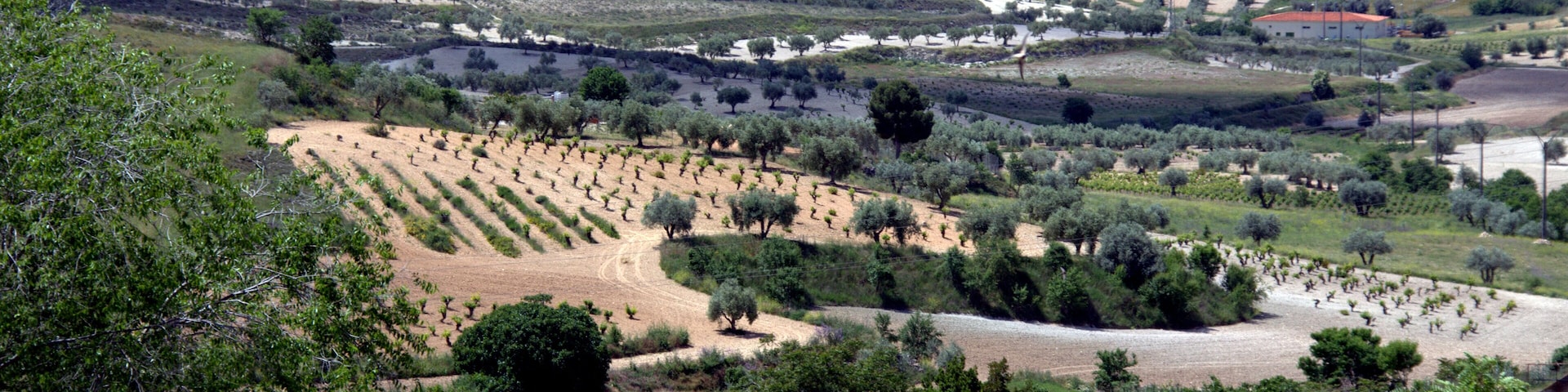 Olivos y vides