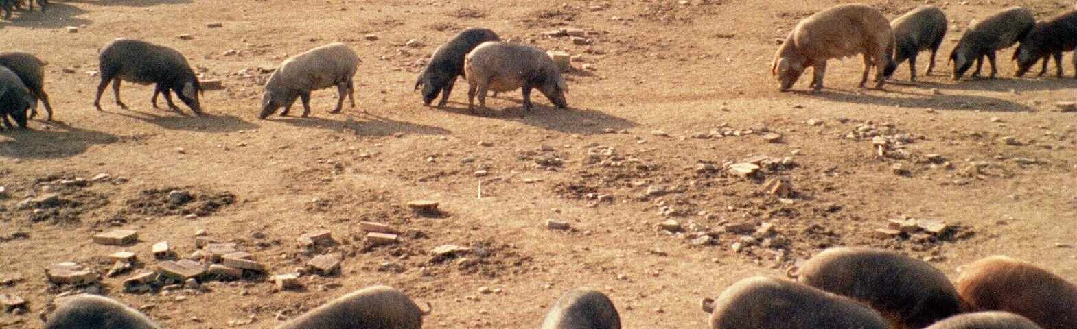 Villanueva de los Castillejos, pig farm