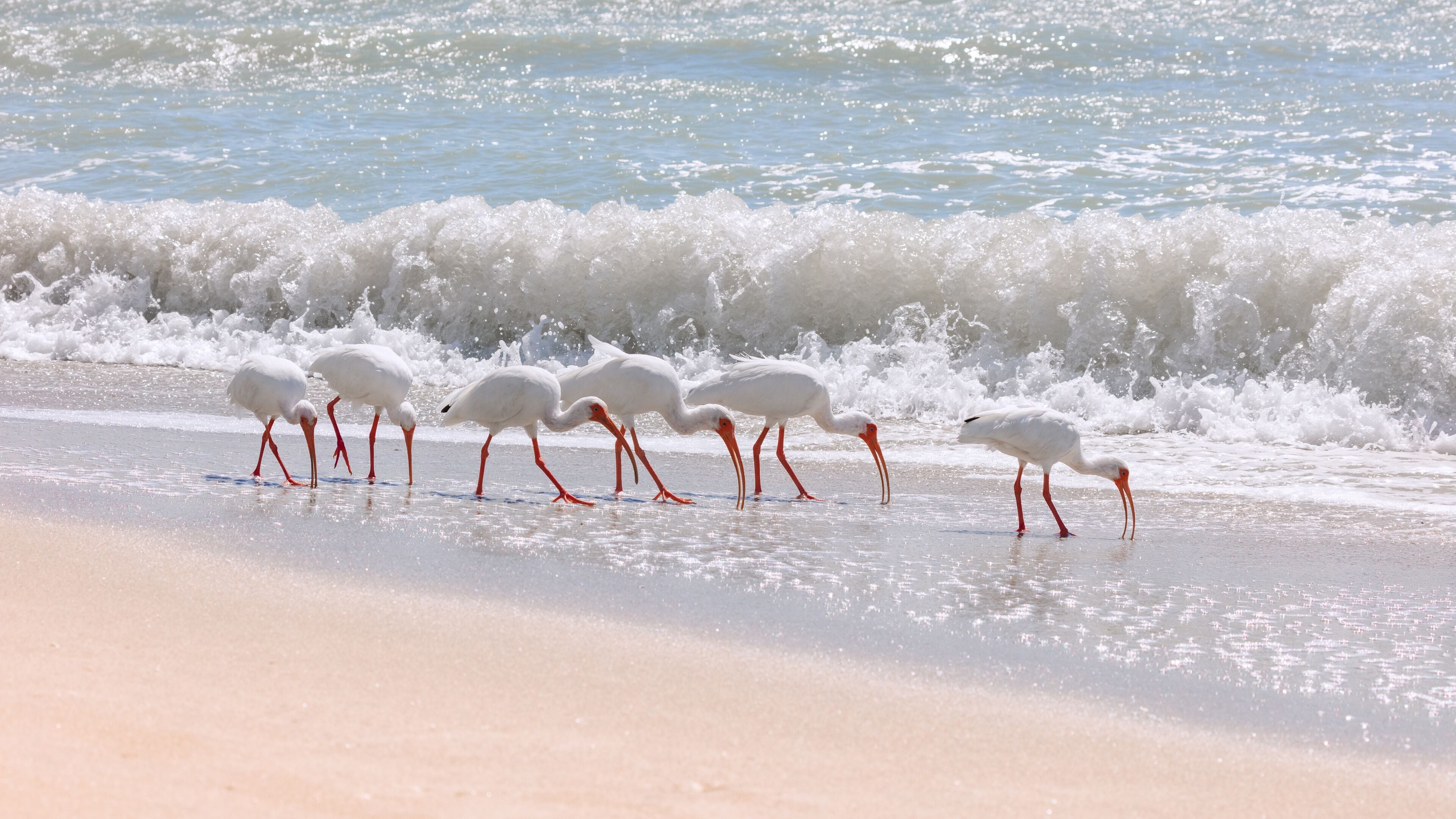 Uma praia com aves brancas, pernas vermelhas e bicos longos, e ondas quebrando na costa.