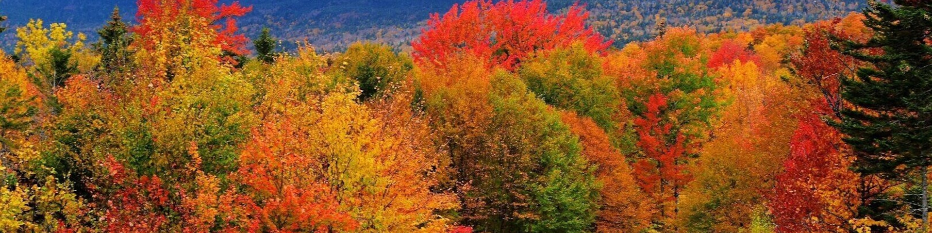 Foliage in full bloom in Western Maine.
#BestOf5