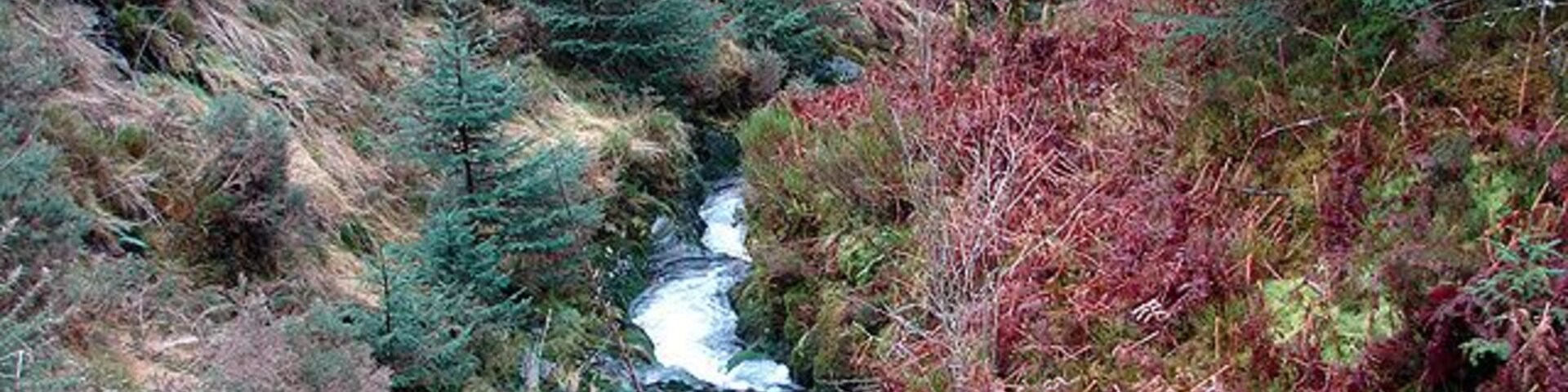 The River Severn. Here the infant river is confined by the steep sided valley beneath Craig Wen. The Severn Way path is just glimpsed near the top left. For more information about my walk in this area see 1121692.
