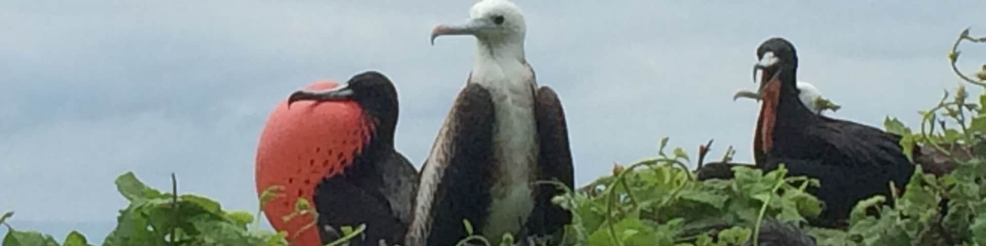 Isla de la Plata is an island 40 km off the Ecuadorian coast. It's also called Galapagos for the poor, because it offers a Galapagos feel without the pricetag. It's nothing poor in terms of flora and fauna though! #ecuador #birds #wildlife #island
