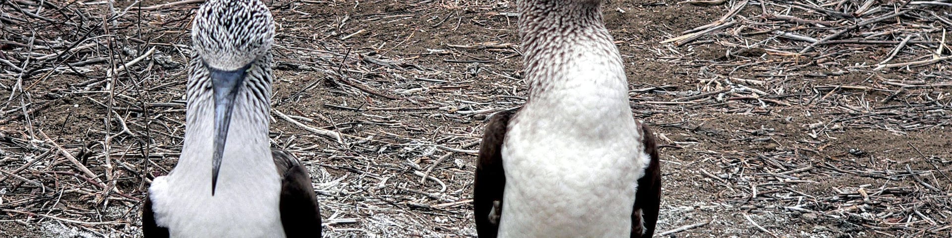 Isla de la Plata is just off the coast of Ecuador, a short boat ride and you are to the island which is also a national park.
We saw a ton of Blue-footed boobies both adults and chicks. To be honest, the chicks and adolescents are not very handsome birds.
We did a nice hike around with a very informative guide and were even lucky enough to see a sea lion on one of the beaches and a whale on the boat ride back to port!