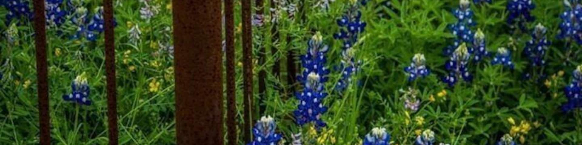 April on the Hill Country