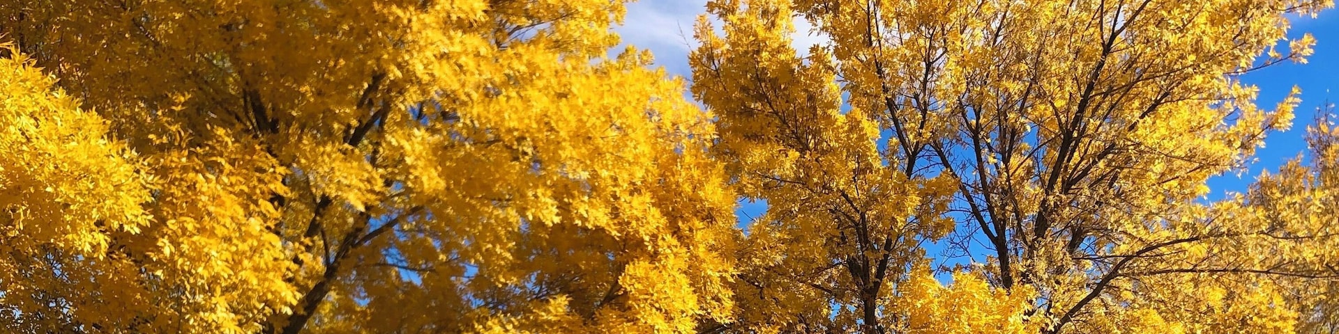 This was taken in October. Beautiful in Bishop during the fall.
