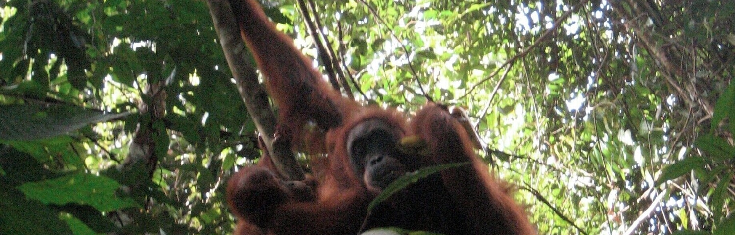 It's astonishing to see the orangutans living in their own environment and not at nurseries and feeding stations. The orangutans here have successfully gone back to their forests. Of course, there's much much work to be done in Indonesia to look after the endangered species!
Bukit Lawang is a long drive out of Medan. Go up there for one or two days.