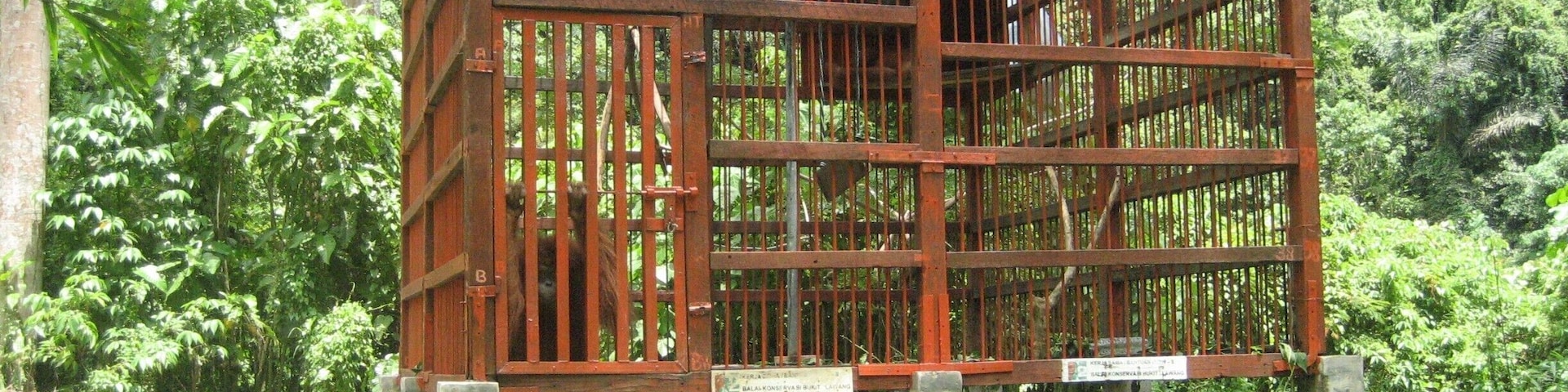 The poor fella here cannot be let loose to live in the wild with the other orangutans. He is a recidavist offender. What will be his fate? Isn't it an age old story?