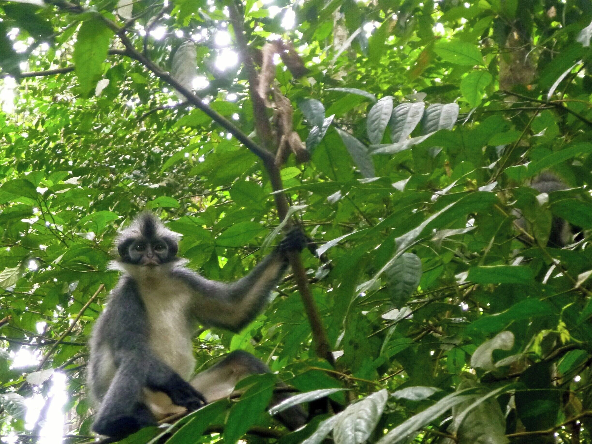Um macaco escalando uma árvore em uma floresta densa.