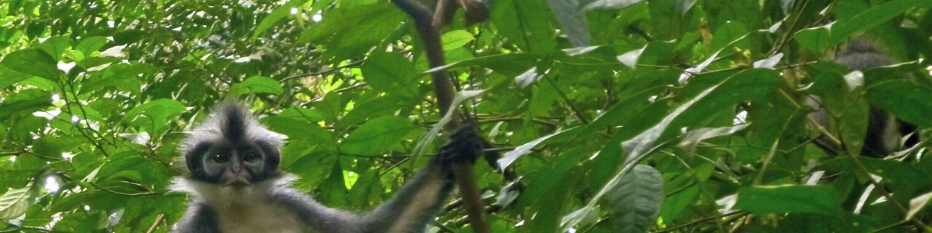 Um macaco escalando uma árvore em uma floresta densa.