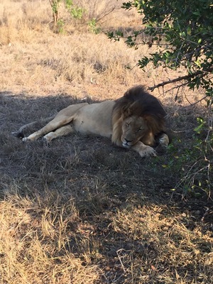 Spotted this guy right next to the road on our safari tour in Hlane National Park, Swaziland. You can drive your own vehicle through the park but it has to be 4 wheel drive as the roads are very poorly maintained and "potholes" doesn't quite cover the giant holes we drove over.