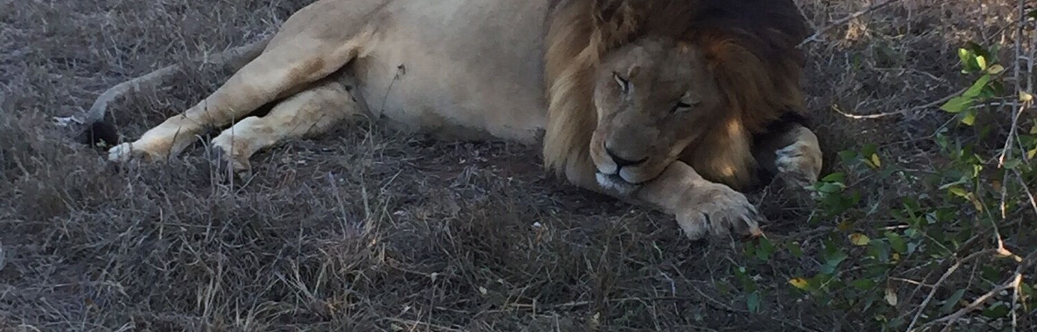 Spotted this guy right next to the road on our safari tour in Hlane National Park, Swaziland. You can drive your own vehicle through the park but it has to be 4 wheel drive as the roads are very poorly maintained and "potholes" doesn't quite cover the giant holes we drove over.
