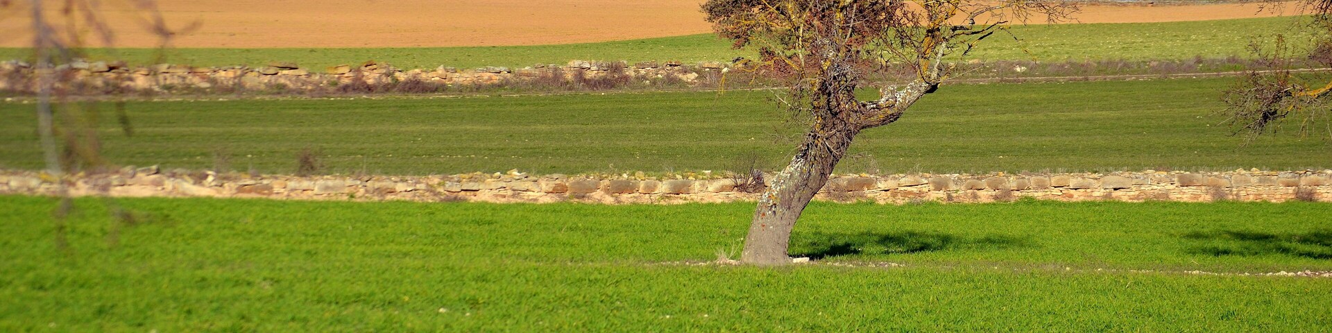 La Torre d'en Carlos (Guissona)