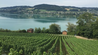 Vinhedo com fileiras de videiras, um lago e uma cidade ao fundo.