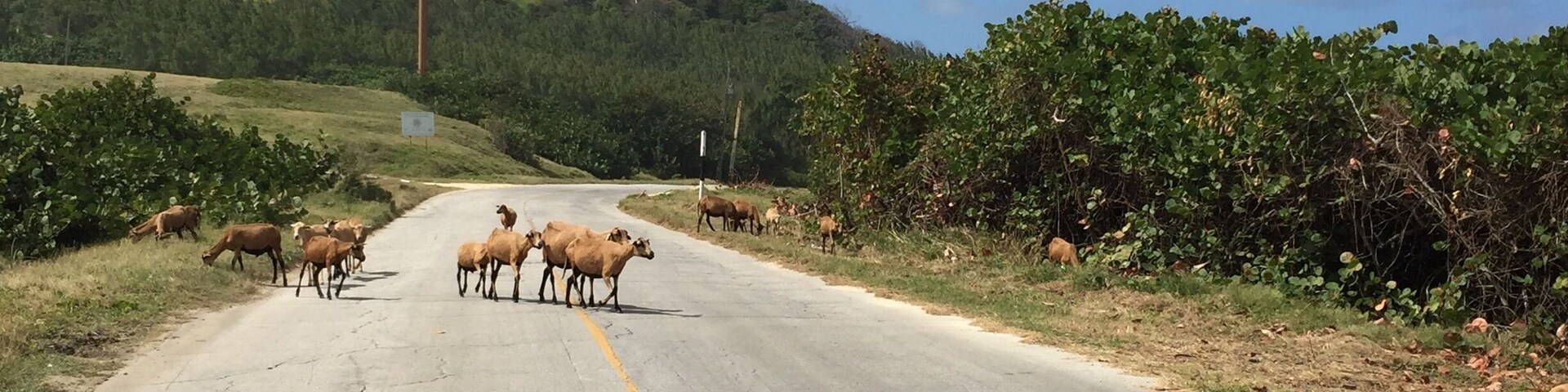 Caution: Black Belly Sheep crossing.