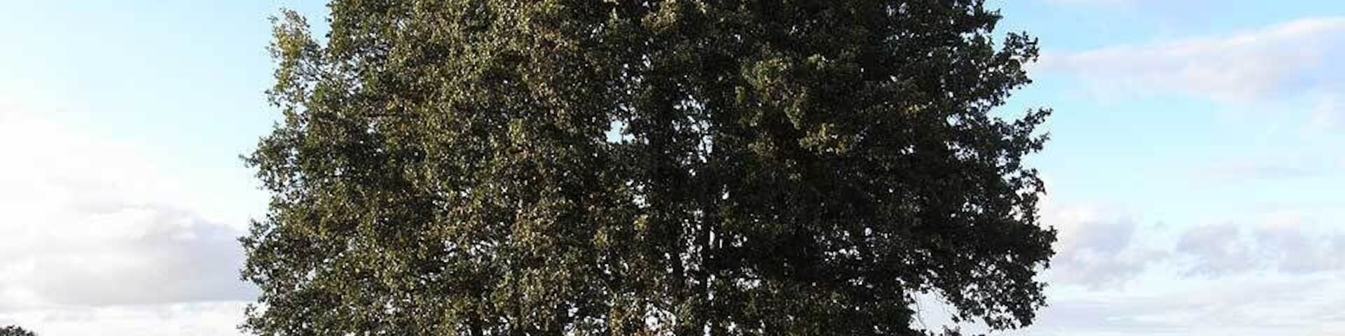 Leetze Steingrab 2, Chambered Tomb in Saxony-Anhalt