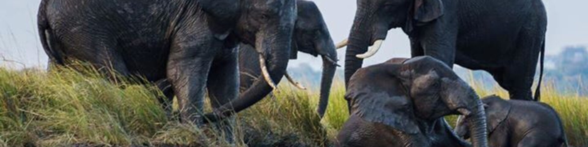 Um grupo de elefantes em seu habitat natural, com grama e água.
