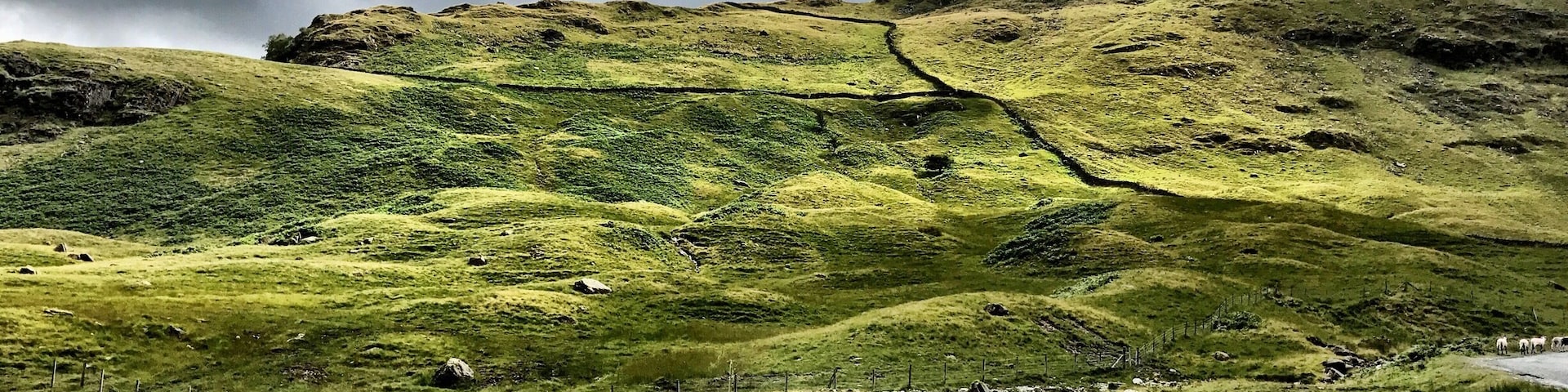 The green in this photo