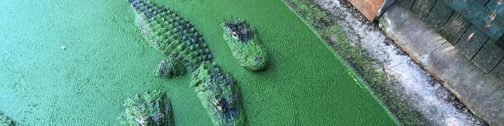 Um lago com algas verdes e vários jacarés.