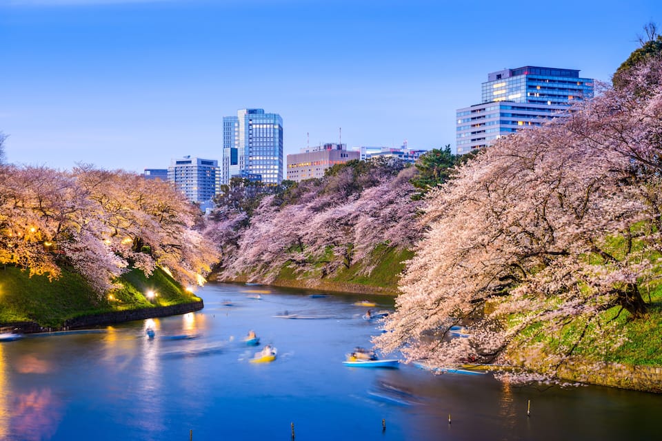 Um rio com cerejeiras em flor, barcos e edifícios modernos ao fundo.