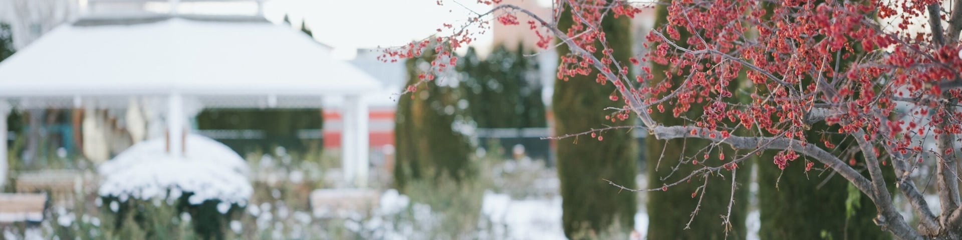 Boise, the capital of Idaho, the state famous for its potatoes. 😂
I have lived here for almost two years, this park has been my favorite place, for all seasons. 
It is a White Christmas here. It is amazingly pretty, even though it is really freezing outside, roads are a little rough to drive and I've caught cold and have scratchy throat. 😊
Merry Christmas everyone.
#WinterWonders #merrychristmas