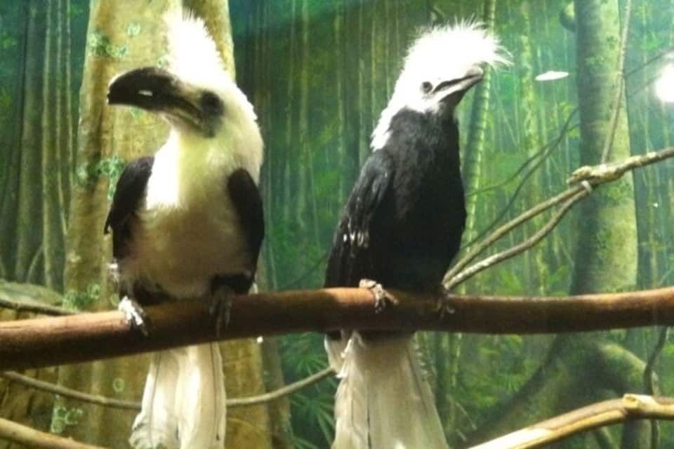 Dois pássaros empoleirados num galho dentro de um espaço arborizado.