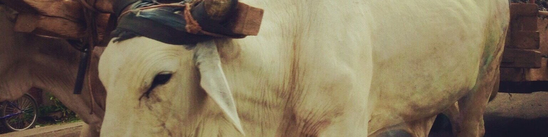 I call this, the Nicaraguan "Oregon" Trail. Still how a lot of business is done in this stunning country.