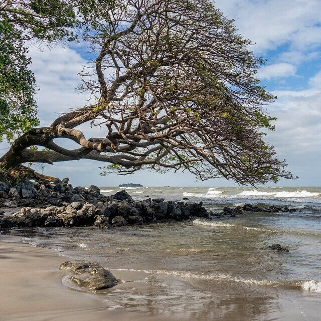 Uma árvore com galhos retorcidos numa praia rochosa, com ondas ao fundo.