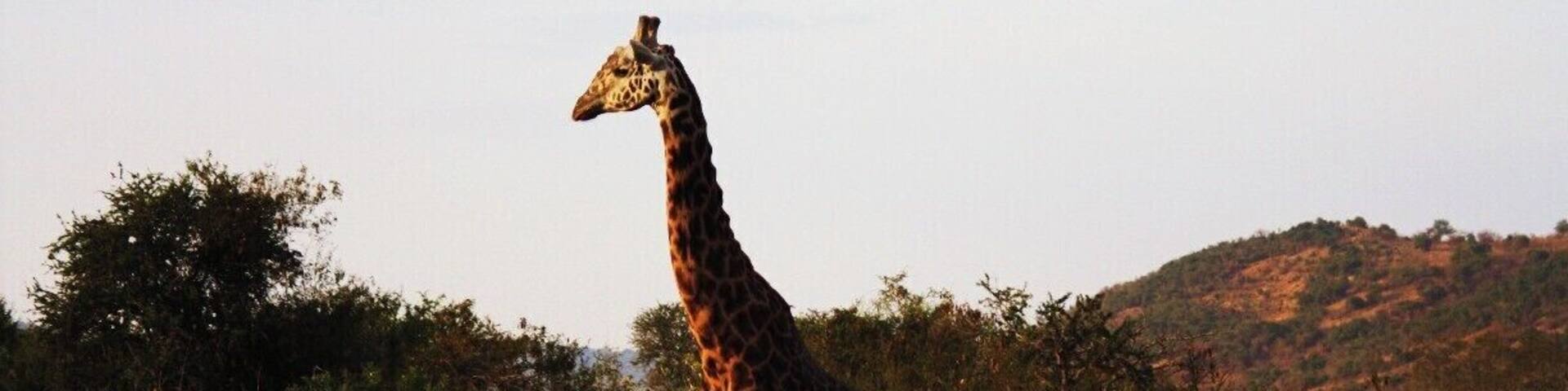 #TroveOn One of the many giraffes we saw during our day safari at Akagera National Park. #Rwanda #Akagera #Safari #Giraffe