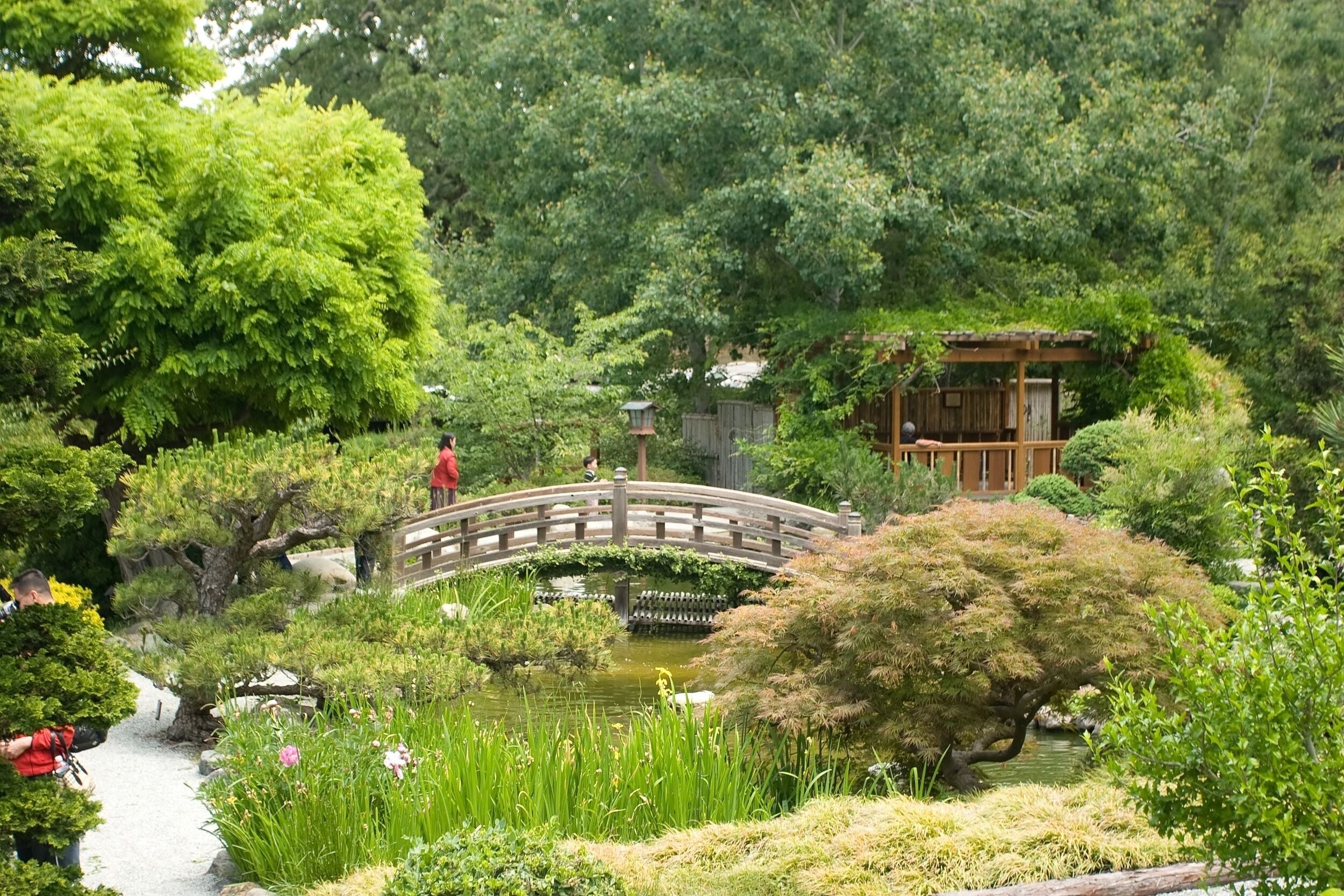 Um jardim japonês tradicional com uma ponte de madeira, lago de carpas e vegetação exuberante.