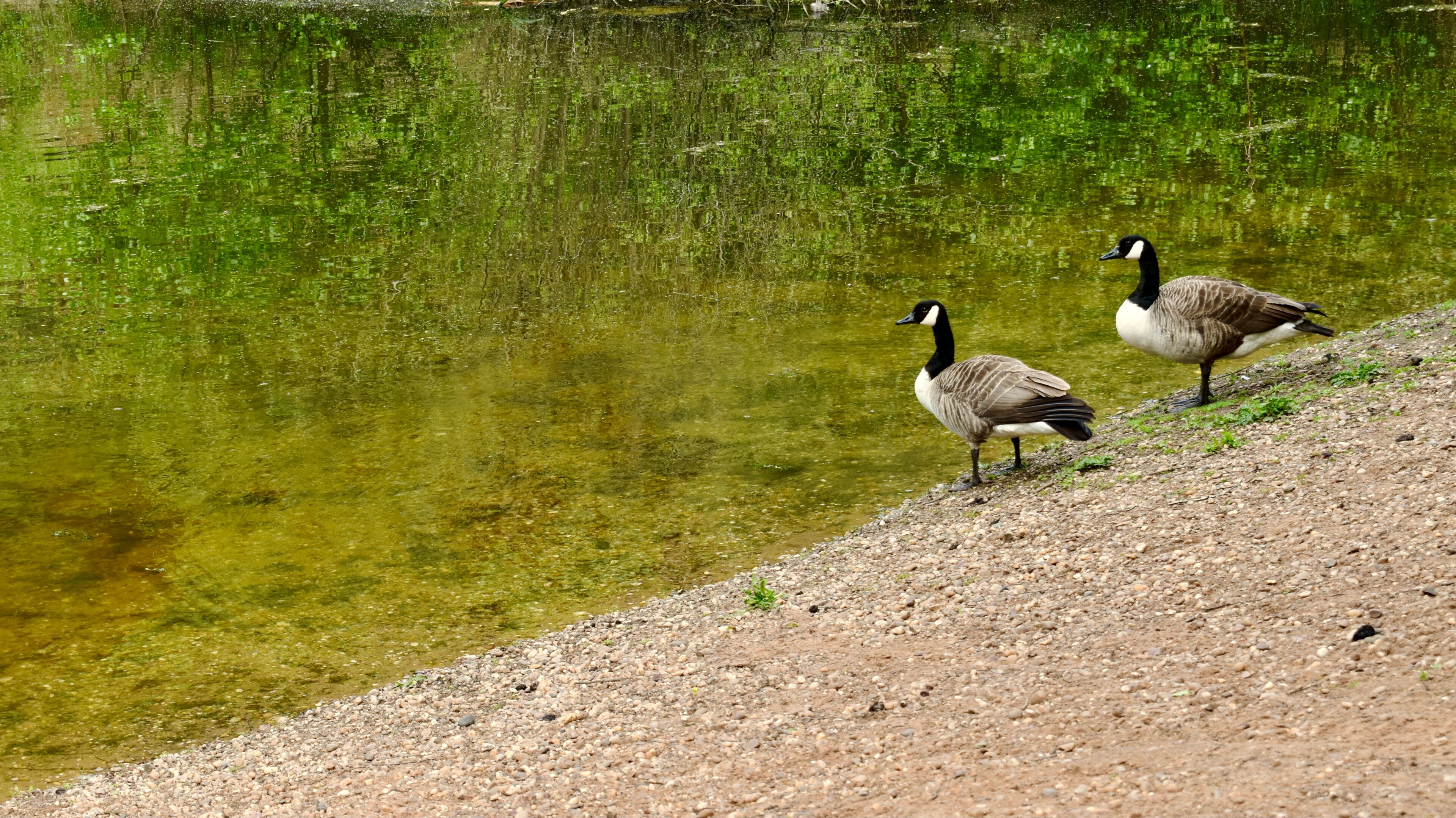 Duas gansos em um areal perto de um lago esverdeado.