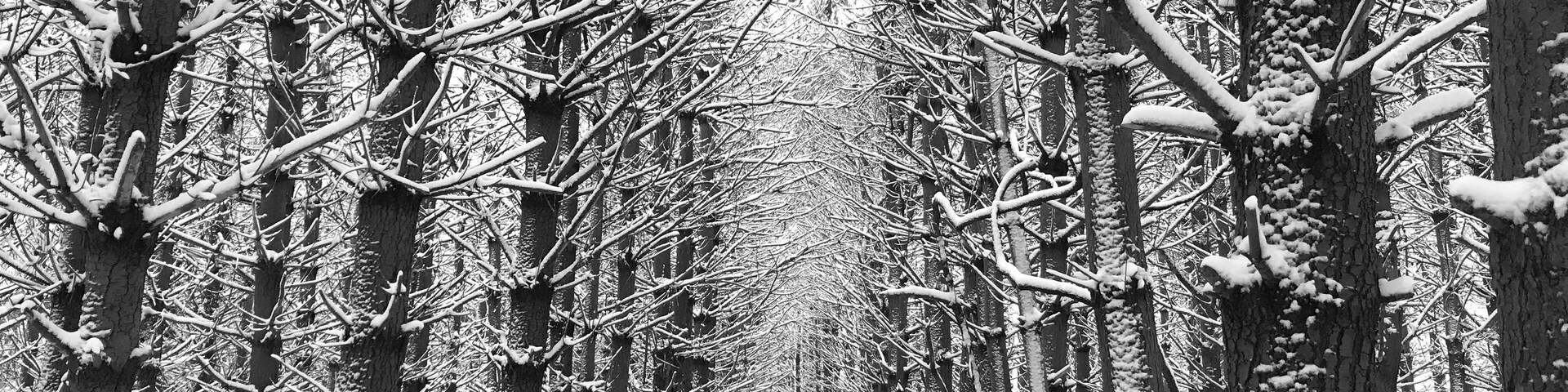 Walking in the woods this past winter.
