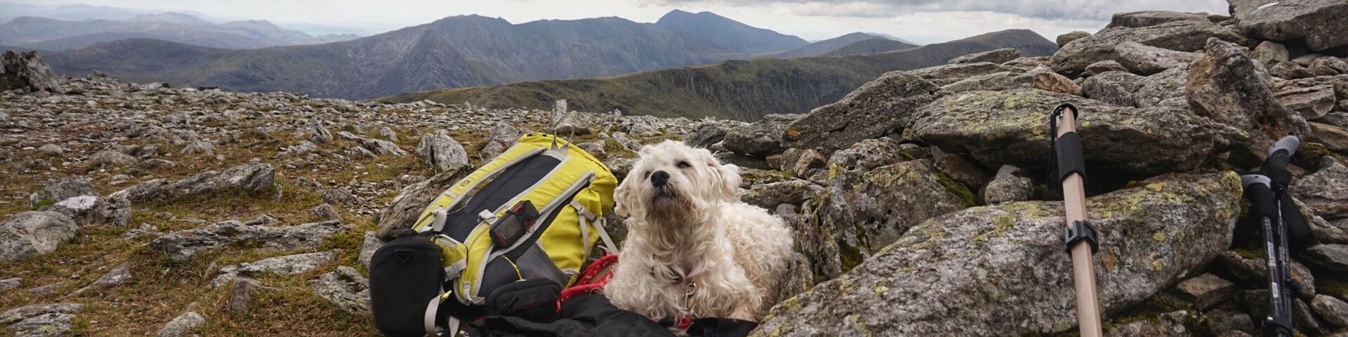 Um cão descansando numa montanha rochosa, com uma mochila e bastões de caminhada por perto.