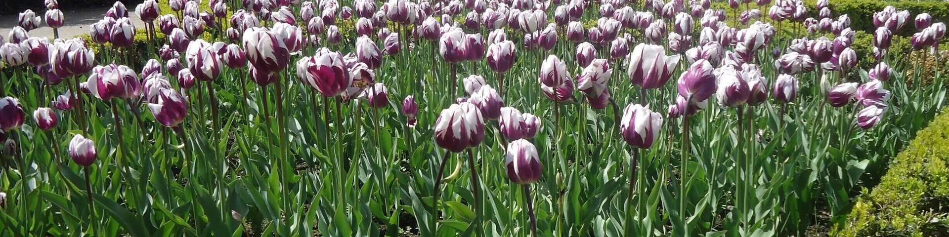 Love the tulips!
